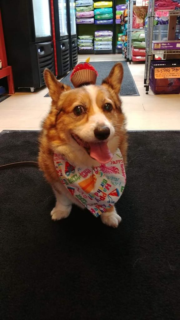 Monday Mugs: 88 Sensational Senior Corgis! - The Daily Corgi